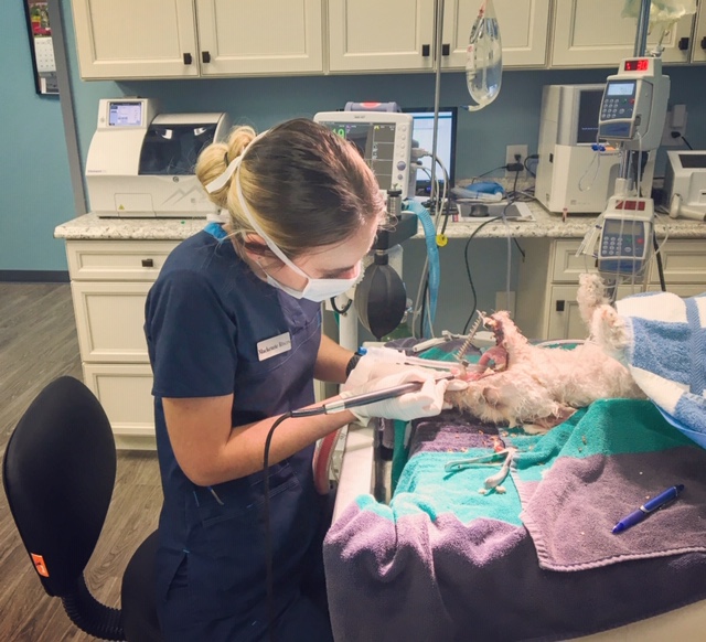 Photo Gallery - Shepherd Animal Hospital