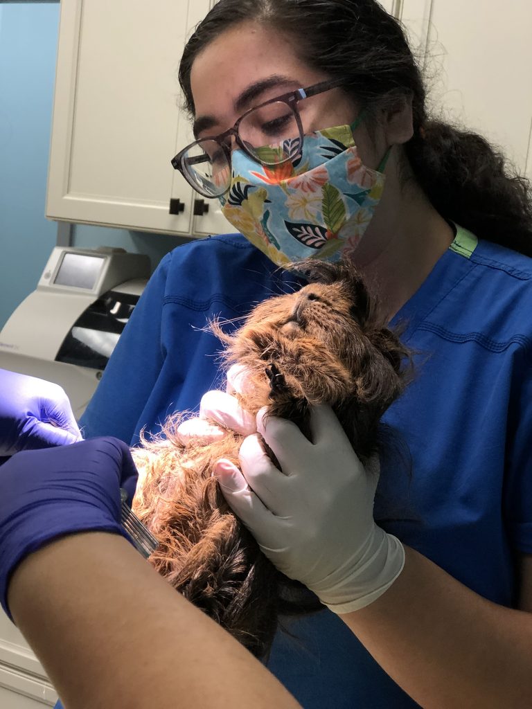 Photo Gallery - Shepherd Animal Hospital